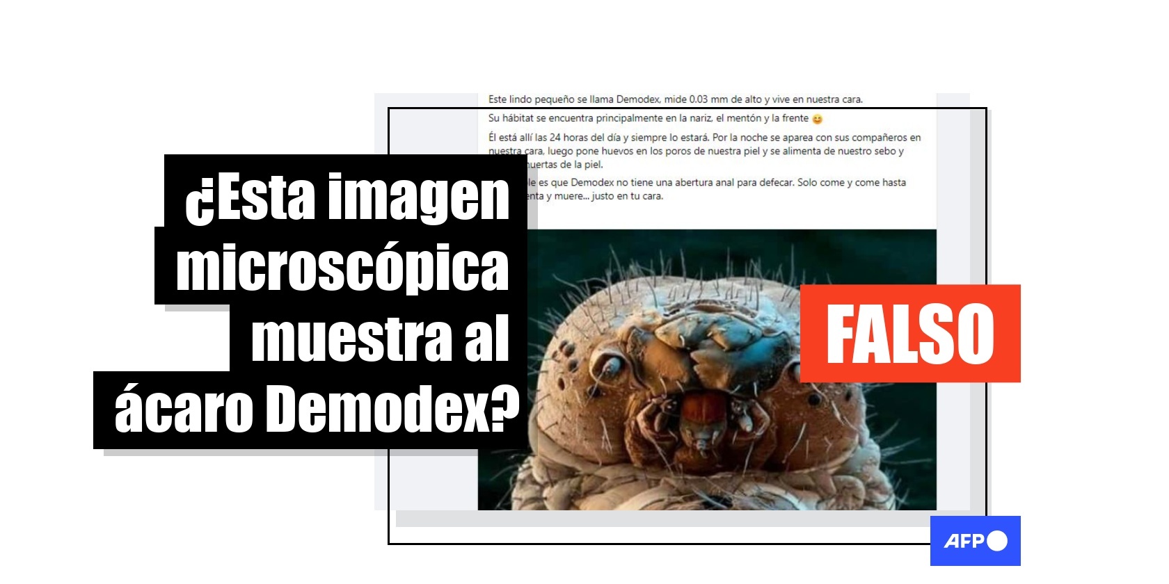 Gusano Bajo Microscopio Real